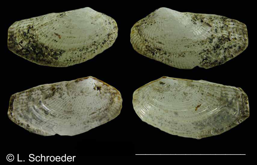 Bivalves - Pandoridae, Lyonsiidae, Verticordiidae, Thraciidae, Cuspidariidae